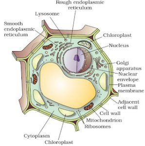 Notes Class 9 Science Chapter 5 The Fundamental Unit of Life