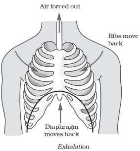 Notes Class 7 Science Chapter 10 Respiration in Organisms