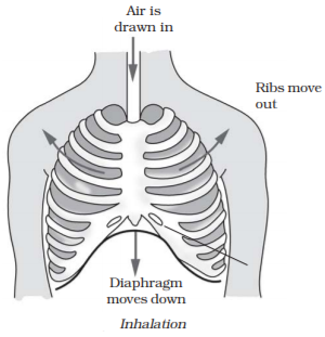 Notes Class 7 Science Chapter 10 Respiration in Organisms