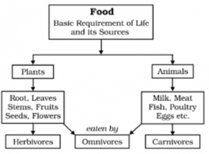Notes Class 6 Science Chapter 1 Food: Where Does It Come From
