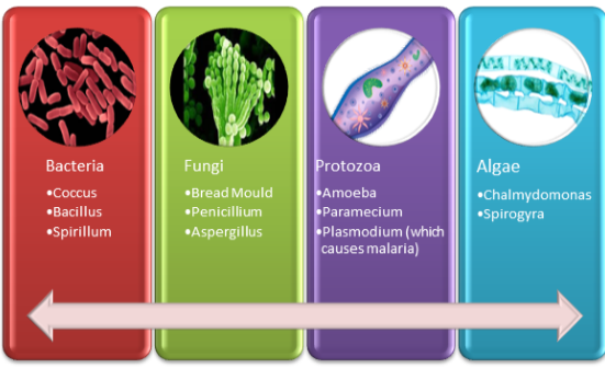 Revision Notes Class 8 Chapter 2 Microorganisms: Friend and Foe Revision Notes Class 8 Chapter 2 Microorganisms: Friend and Foe
