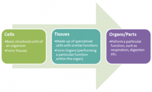 Revision Notes Class 8 Chapter 8 Cell – Structure and Functions