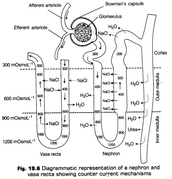 Notes Class 11 Biology Chapter 16 Excretory Products and their Elimination Notes Class 11 Biology Chapter 16 Excretory Products and their Elimination